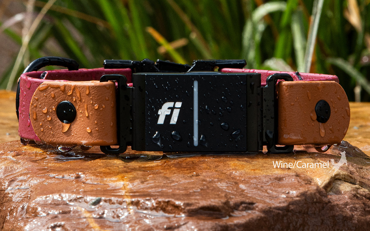 Fi Series 3/3+ Assembly Guide for Vivid Canine Collars