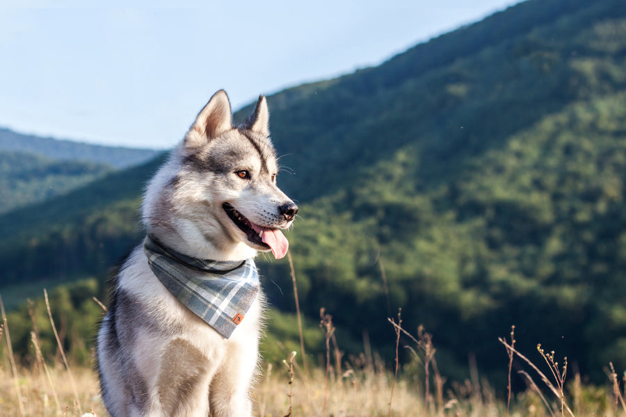 Vivid Canine - Waterproof Dog Leashes and Collars